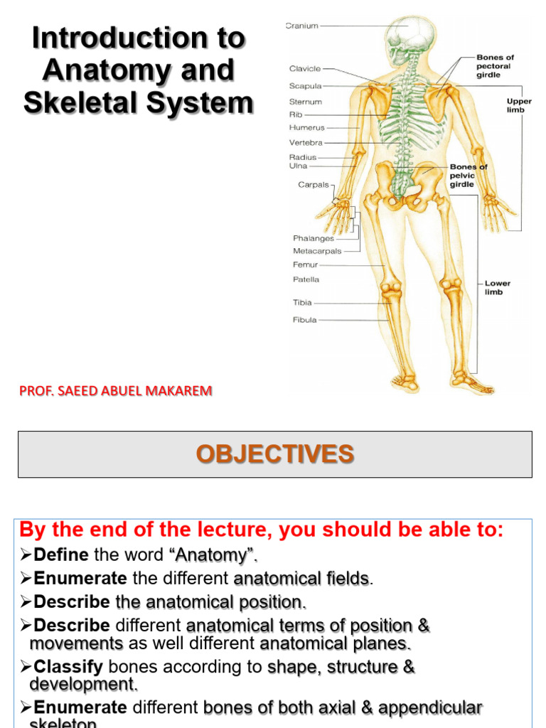 2-Skeletal System | PDF | Anatomical Terms Of Location | Anatomical ...
