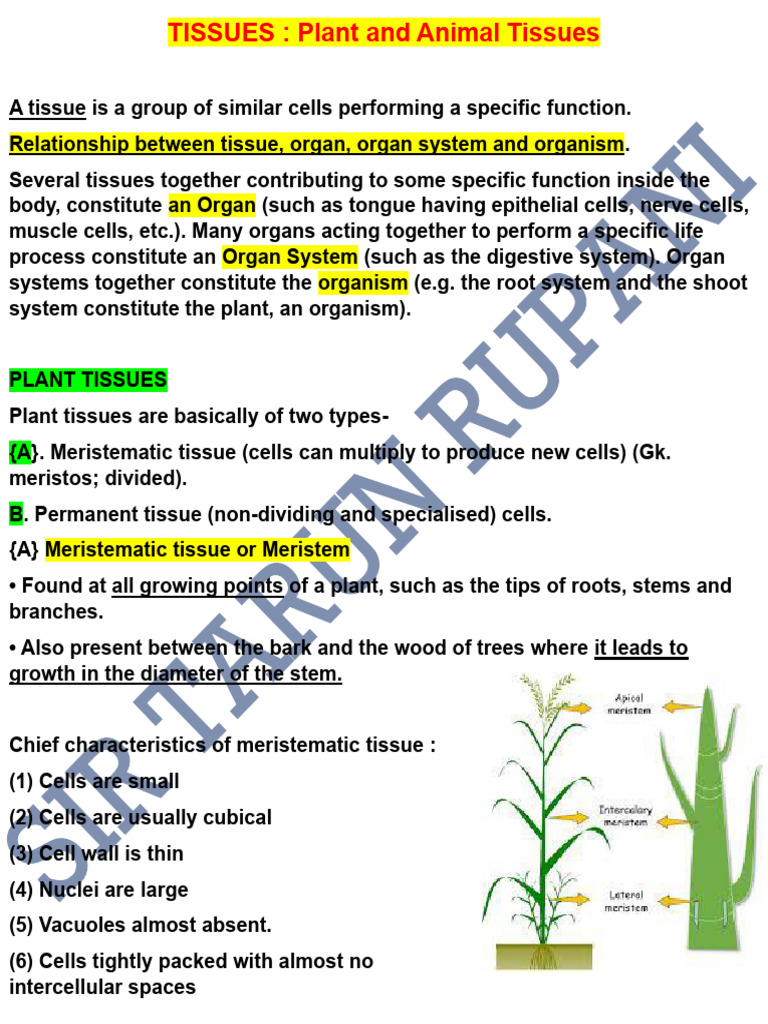 Plant and Animal Tissue Types Explained | PDF | Tissue (Biology ...