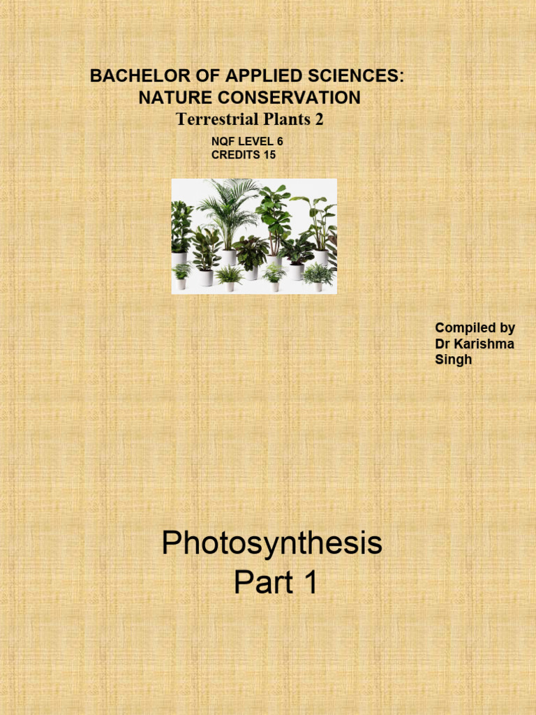 Understanding Photosynthesis Process | PDF | Photosynthesis | Nature