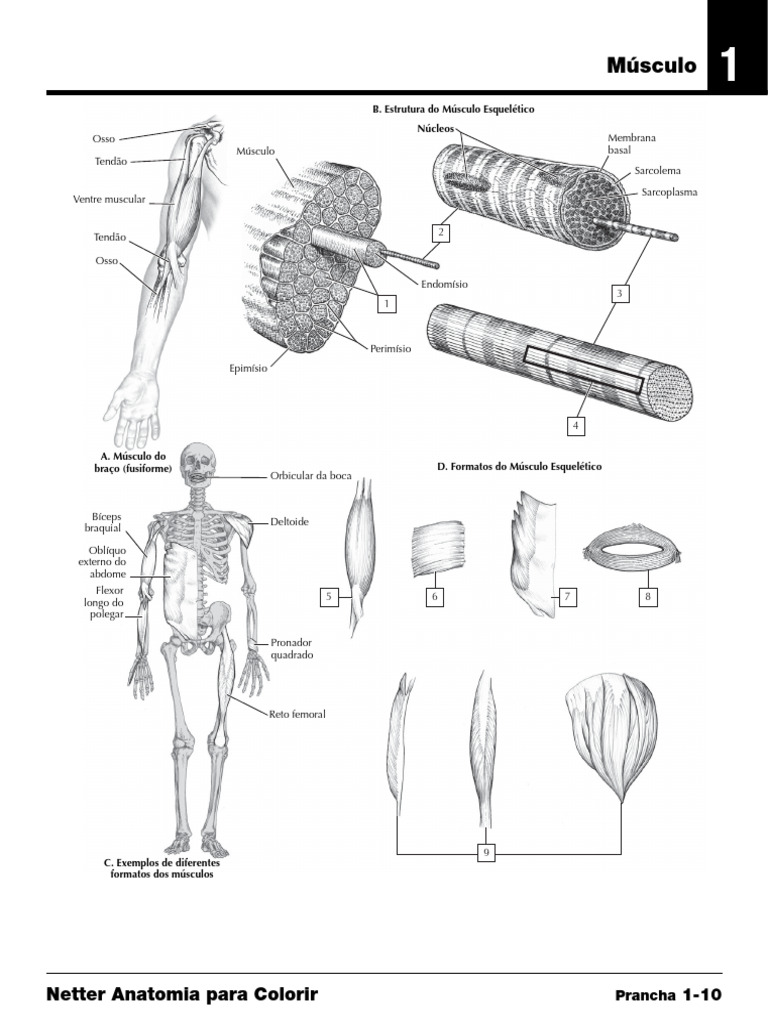 Netter - Anatomia para Colorir (John T. Hansen) (Z-Library) - Páginas-38 | PDF