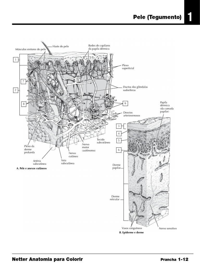Netter - Anatomia para Colorir (John T. Hansen) (Z-Library) - Páginas-42 | PDF | Sistema ...