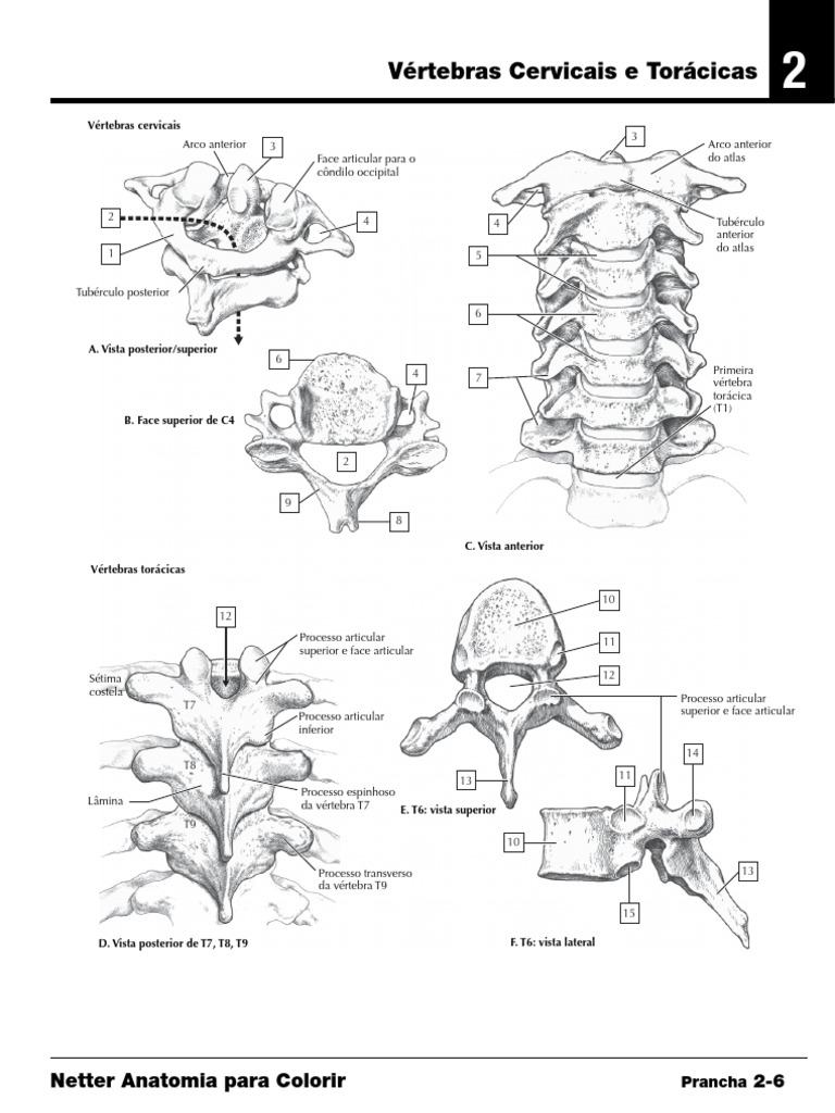 Netter - Anatomia para Colorir (John T. Hansen) (Z-Library) - Páginas-57 | PDF | Vértebra ...
