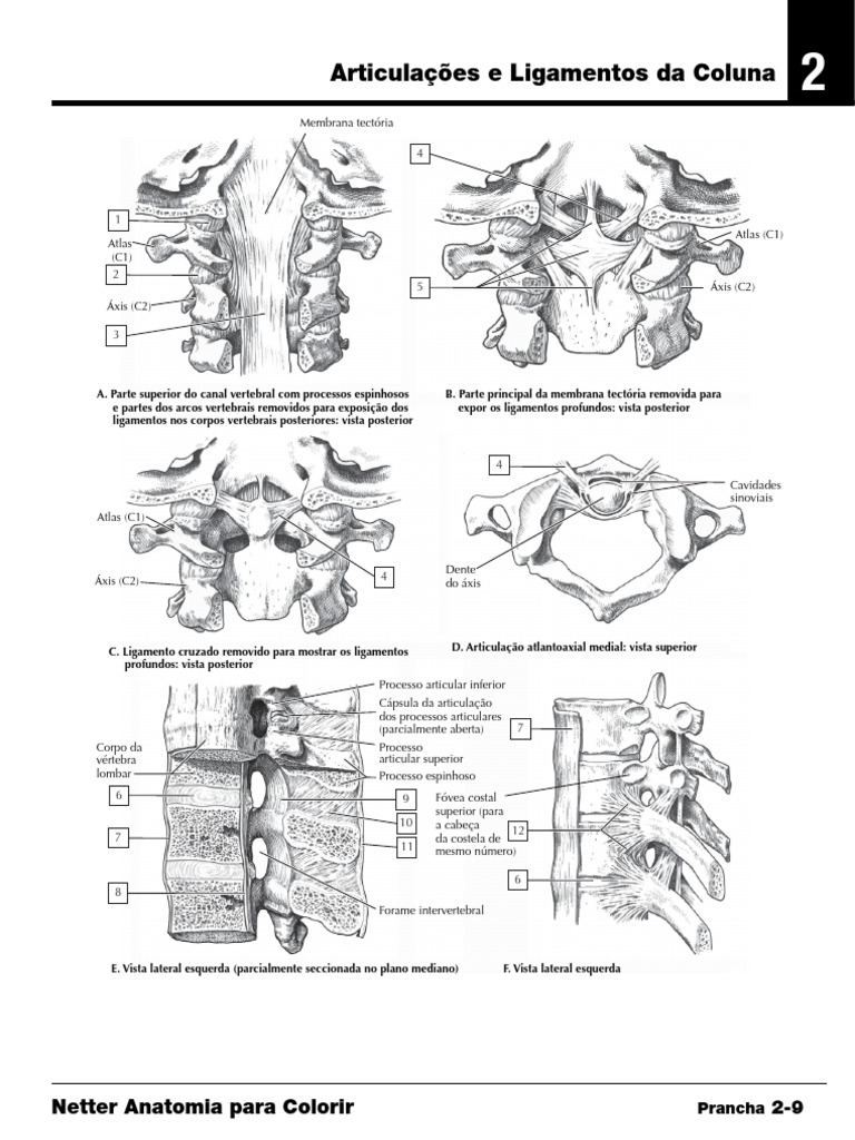 Netter - Anatomia para Colorir (John T. Hansen) (Z-Library) - Páginas-63 | PDF | Sistema ...