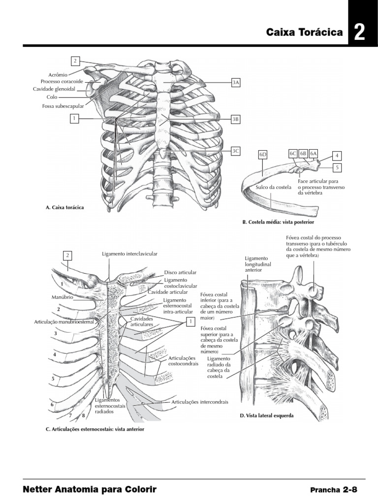 Netter - Anatomia para Colorir (John T. Hansen) (Z-Library) - Páginas ...