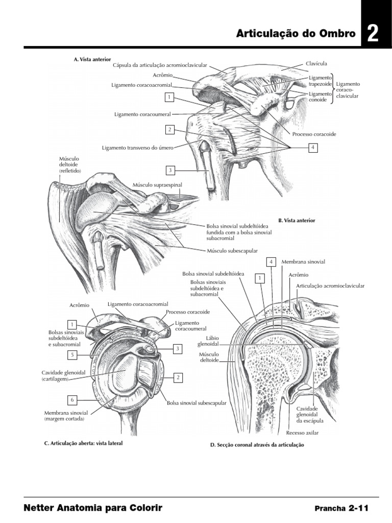 Netter - Anatomia para Colorir (John T. Hansen) (Z-Library) - Páginas-67 | PDF | Sistema ...
