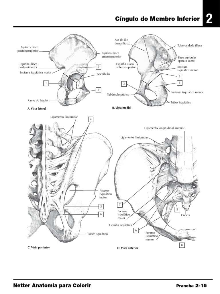 Netter - Anatomia para Colorir (John T. Hansen) (Z-Library) - Páginas-75 | PDF | Sistema ...
