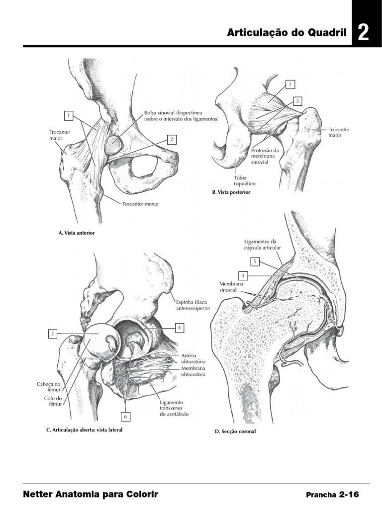 Netter - Anatomia para Colorir (John T. Hansen) (Z-Library) - Páginas-77 | PDF | Quadril ...
