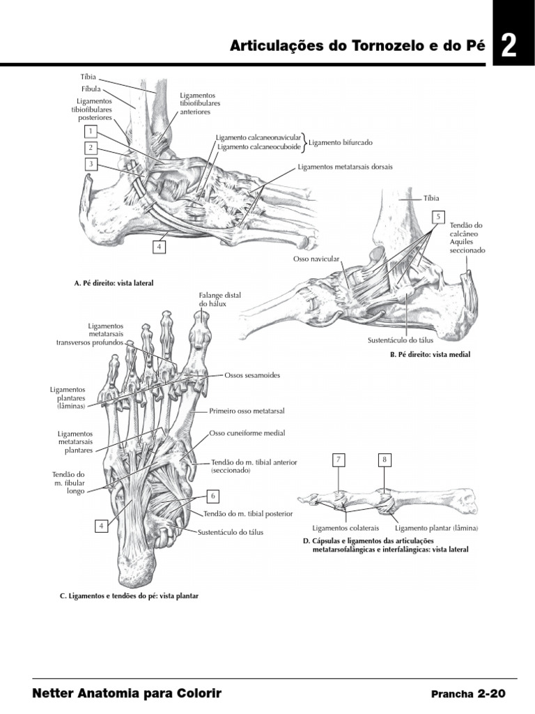 Netter - Anatomia para Colorir (John T. Hansen) (Z-Library) - Páginas-85 | PDF | Pé | Sistema ...