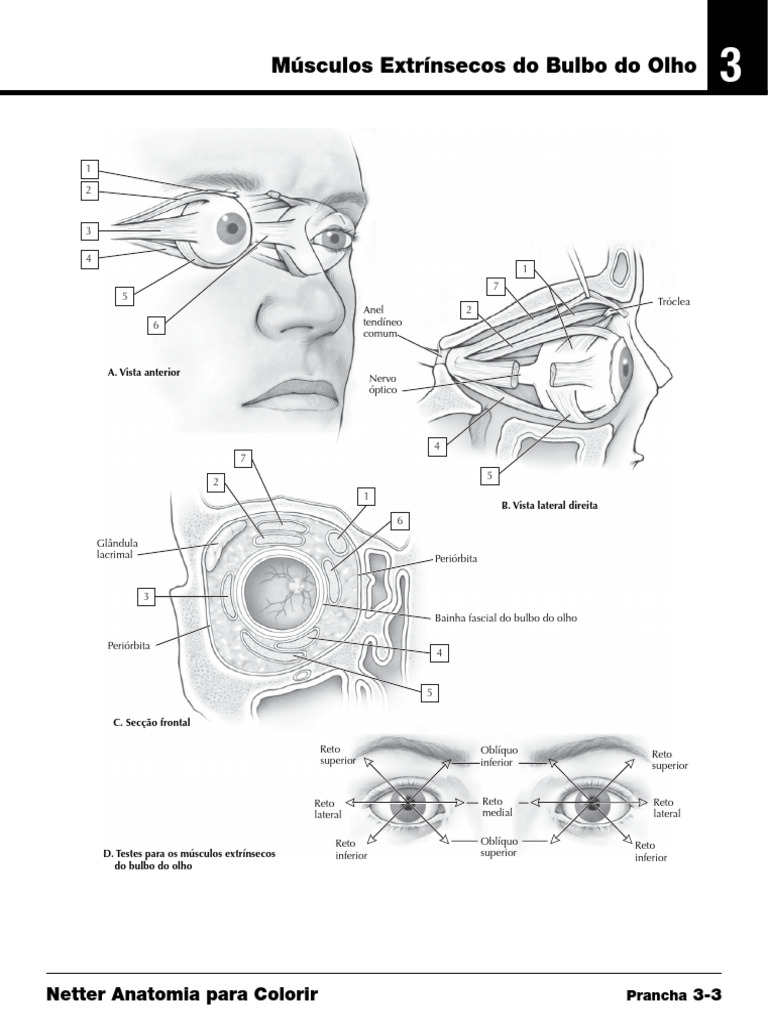 Netter - Anatomia para Colorir (John T. Hansen) (Z-Library) - Páginas ...