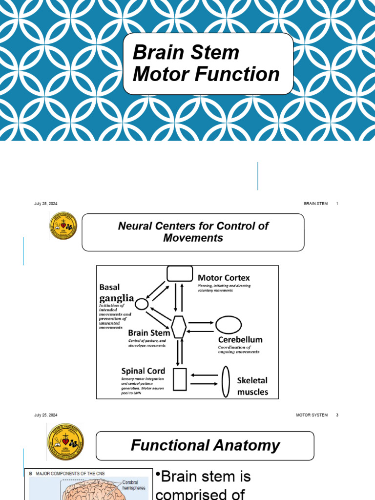 10 Brain Stem | PDF | Brainstem | Brain