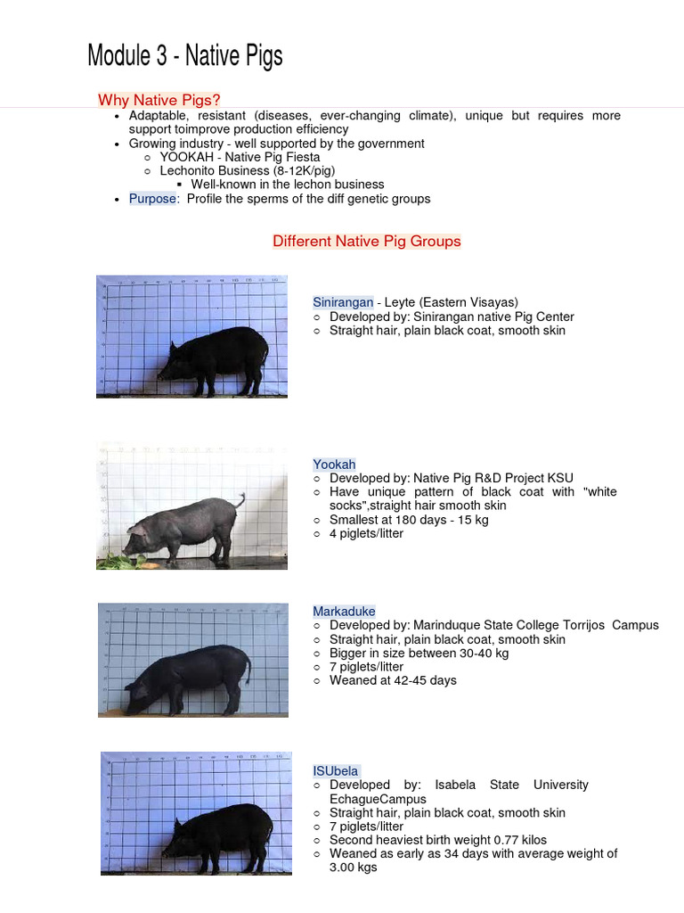 PHILIPPINE NATIVE BREEDS | PDF | Pig | Livestock