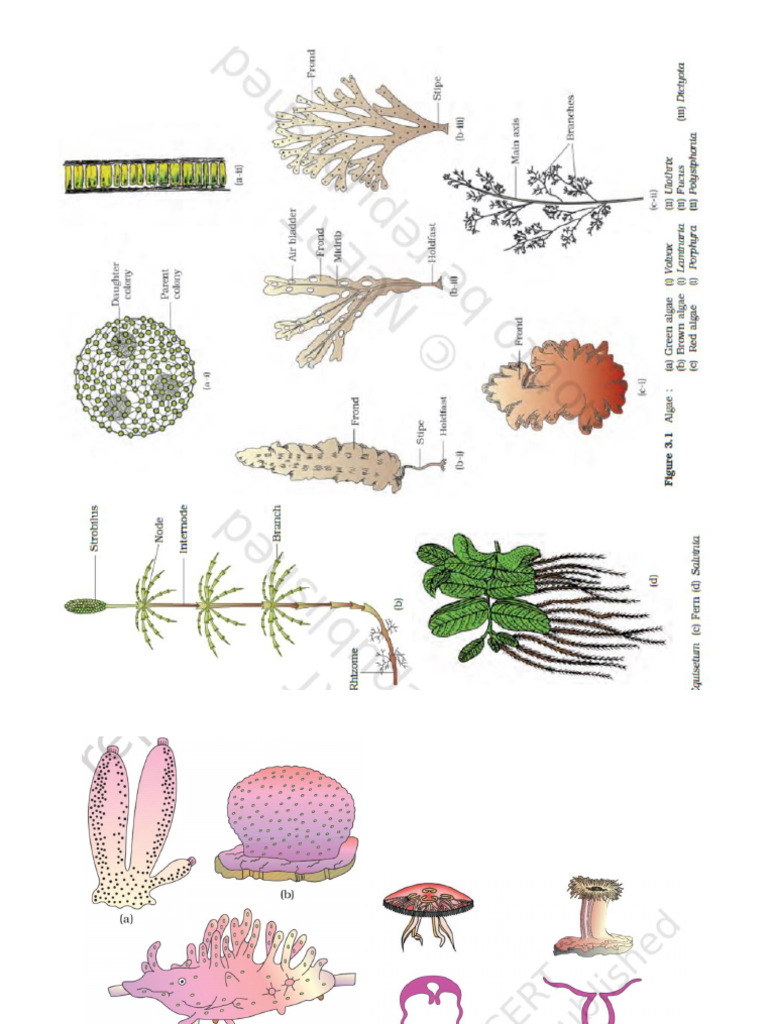 Del - NCERT Biology Diagrams | PDF