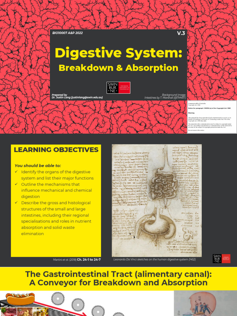 BIO10007 - V.3 - Digestive System - Breakdown and Absorption | PDF | Digestion ...