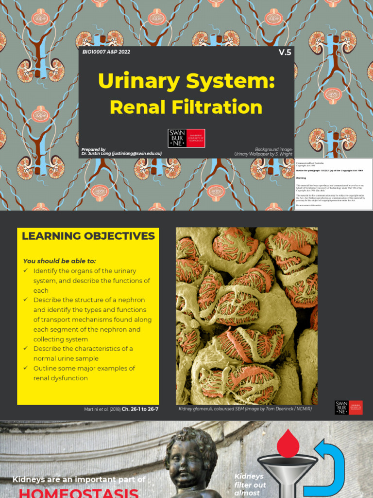 BIO10007 - V.5 - Urinary System - Renal Filtration | PDF | Kidney ...