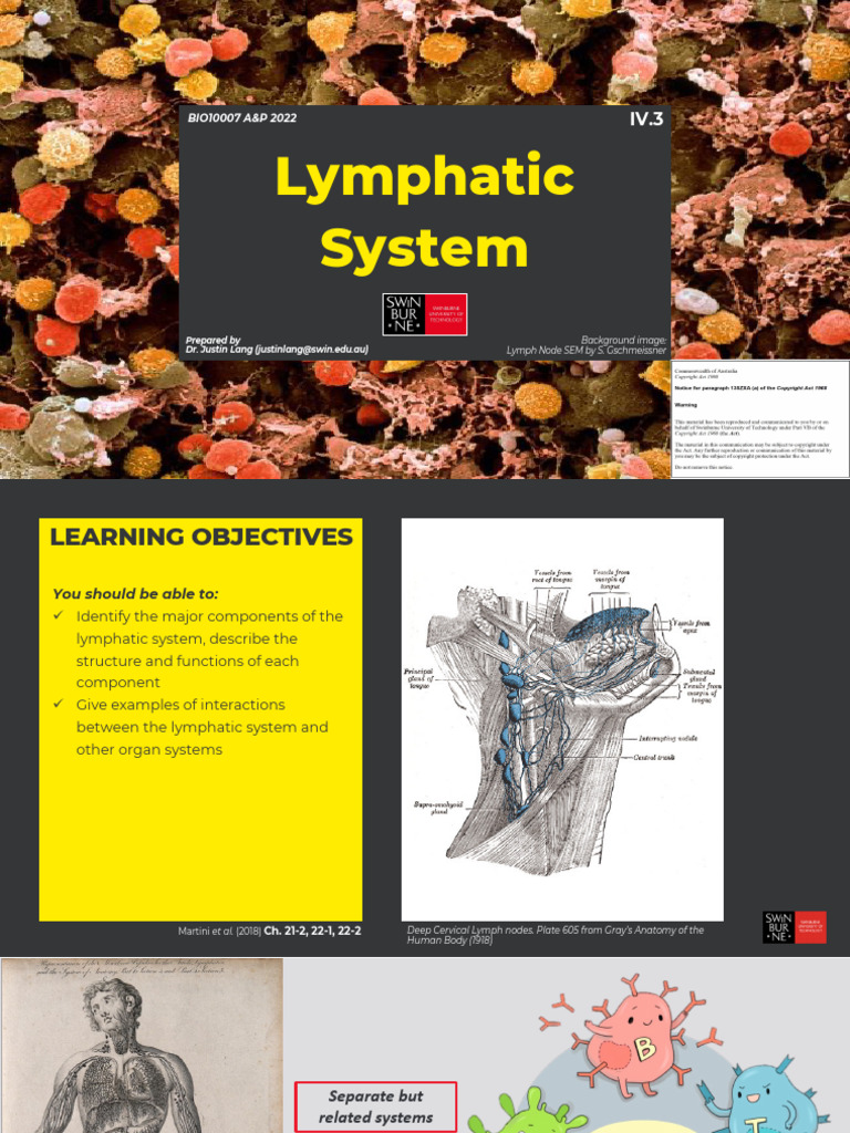 BIO10007 IV.3 Lymphatic System | PDF | Lymphatic System | Lymph