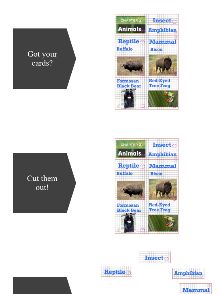 Animal Groups: Mammals, Insects, Reptiles | PDF | Amphibian | Mammals