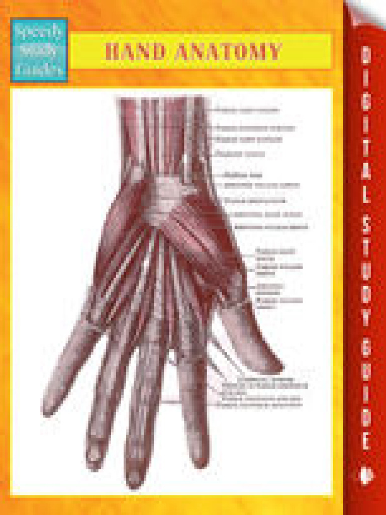 Hand Anatomy | PDF