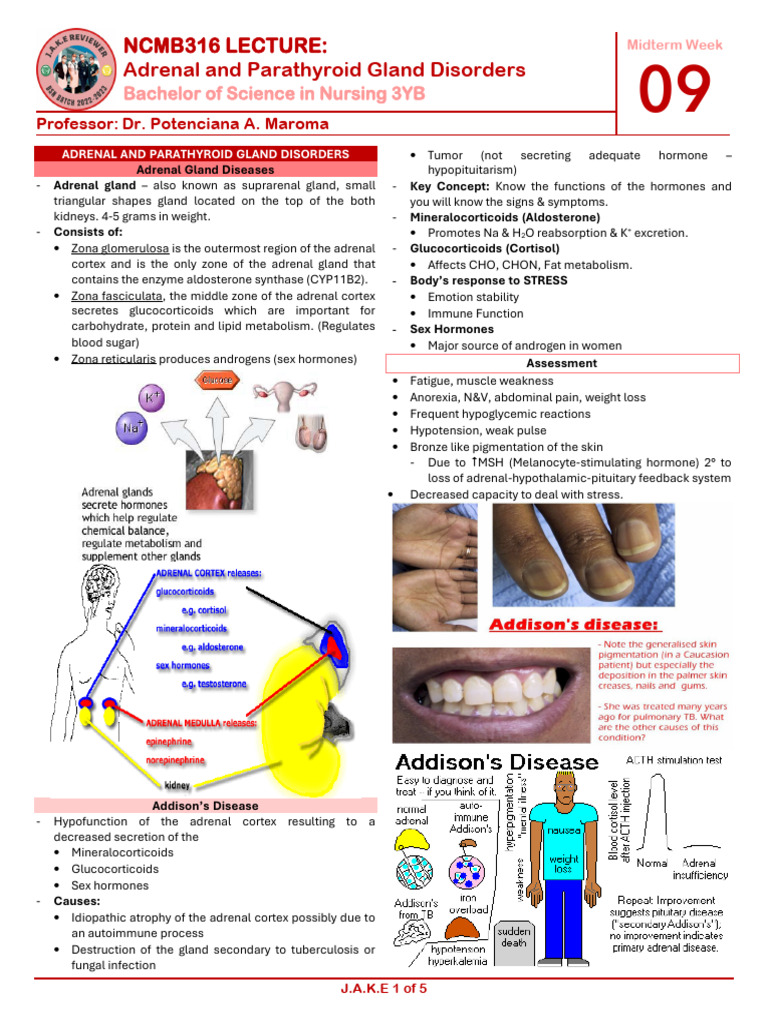 WK9 - Adrenal and Parathyroid Gland Disorders | PDF | Adrenal Gland | Cortisol