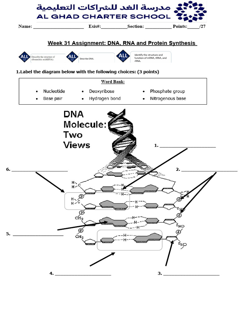 Week 31 DNA and RNA Assignment | PDF | Rna | Translation (Biology)