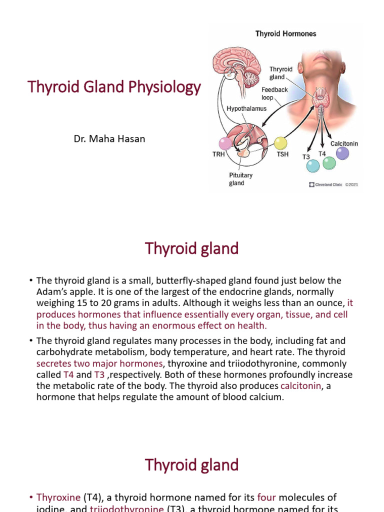 Thyroid Gland Physiology | PDF | Thyroid | Hormone