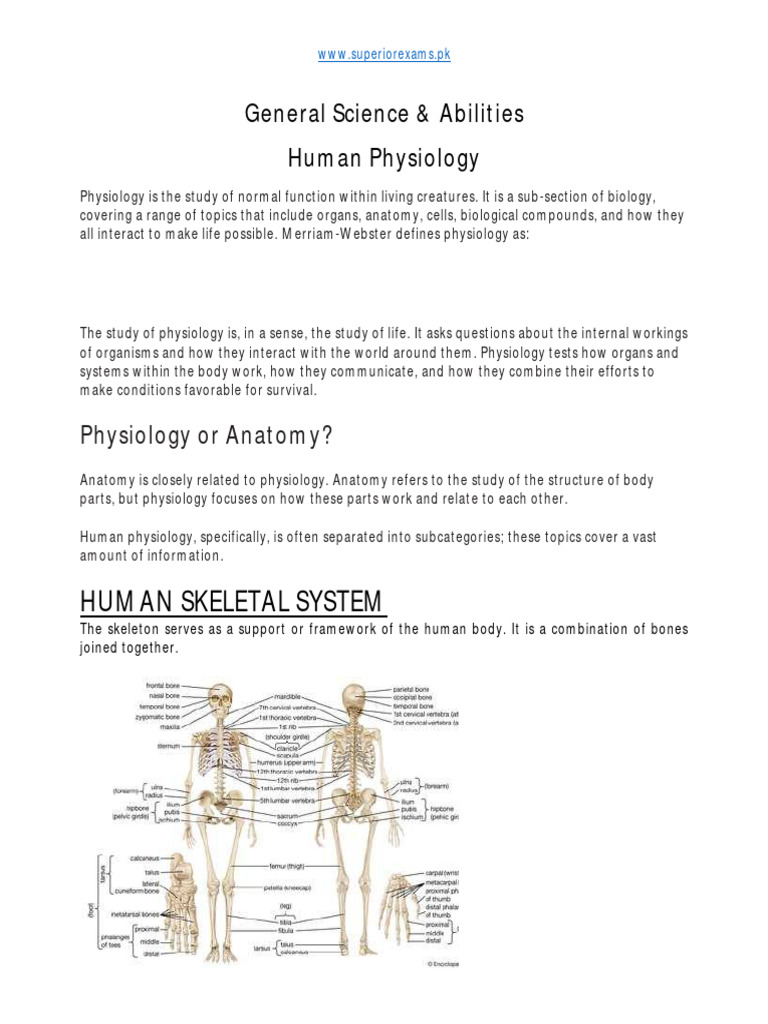 GSA-HumanPhysiology | Download Free PDF | Stomach | Human Digestive System