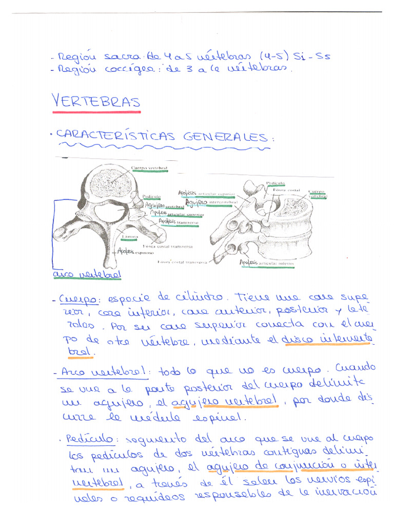 Anatomia 2 | PDF