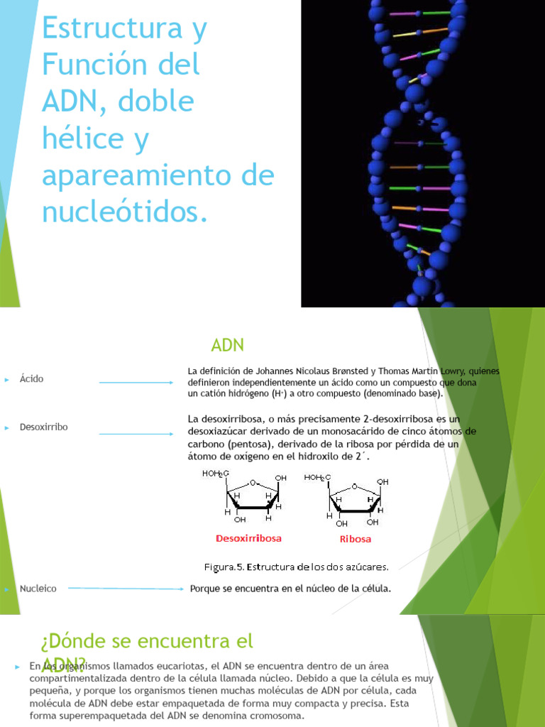 Estructura_y_Funcion_del_ADN_ (1) | PDF | Adn | Nucleótidos