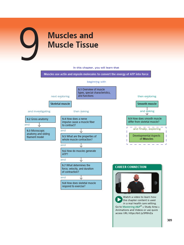 Muscles and Muscle Tissue: Muscles Use Actin and Myosin Molecules To ...