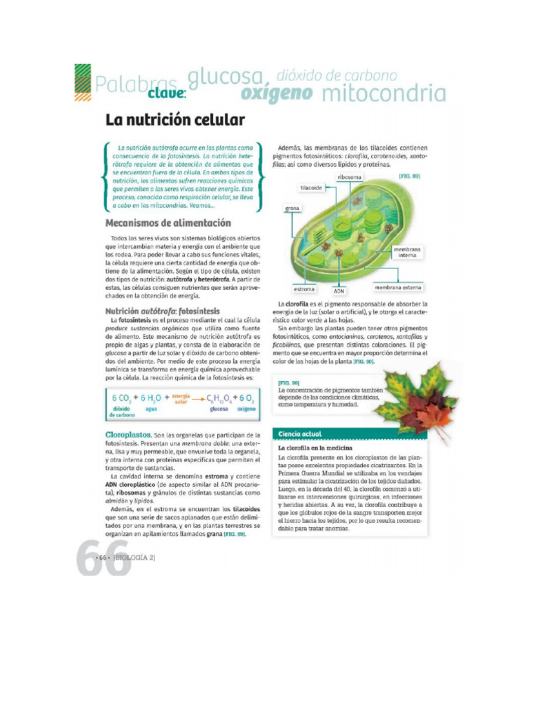 Fotosintesis y Respiracion Celular | PDF