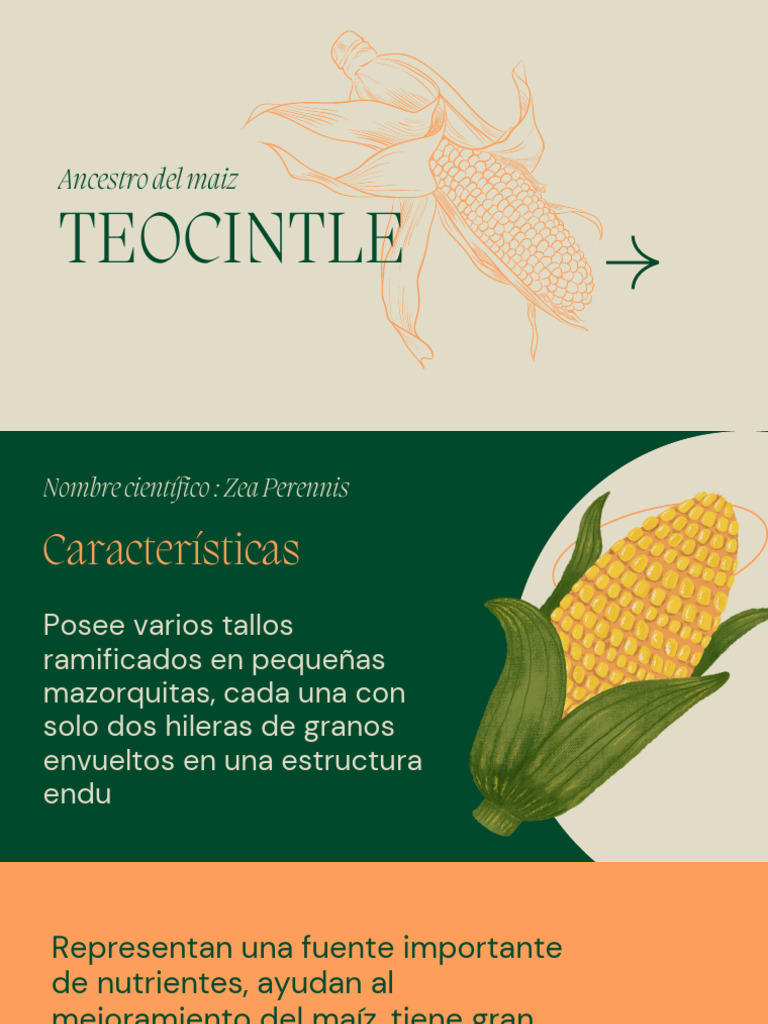 Presentación Sobre El Teocintle | PDF | Ciencia y matemáticas