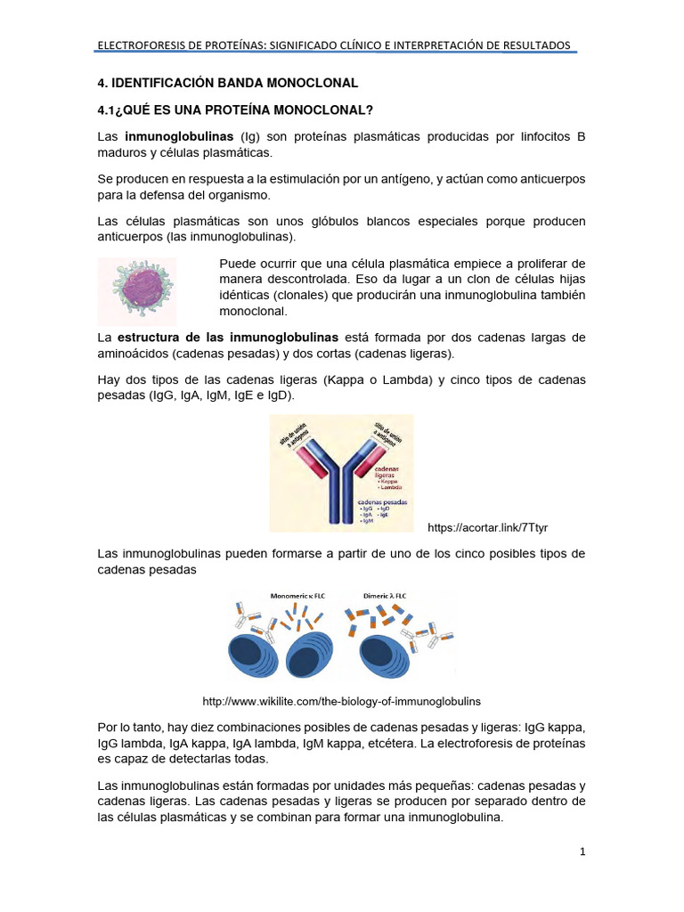 TEMA-4-Identificacion Banda Monoclonal | PDF | Anticuerpo | Inmunología