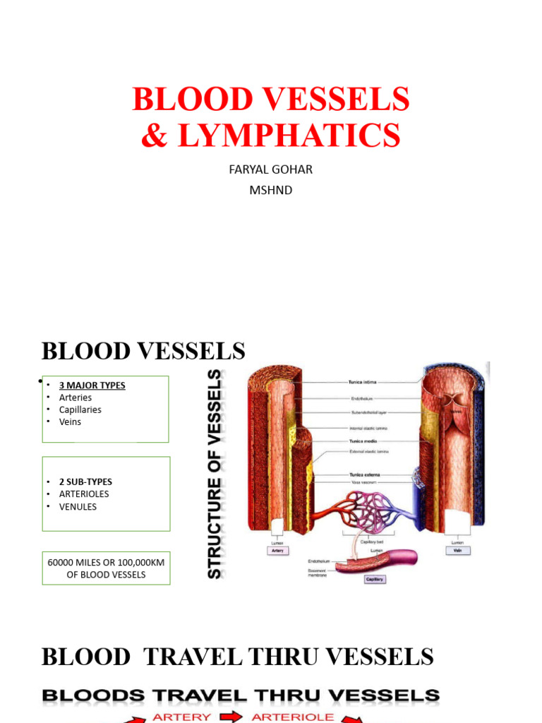 Blood Vessels | PDF | Artery | Blood Vessel