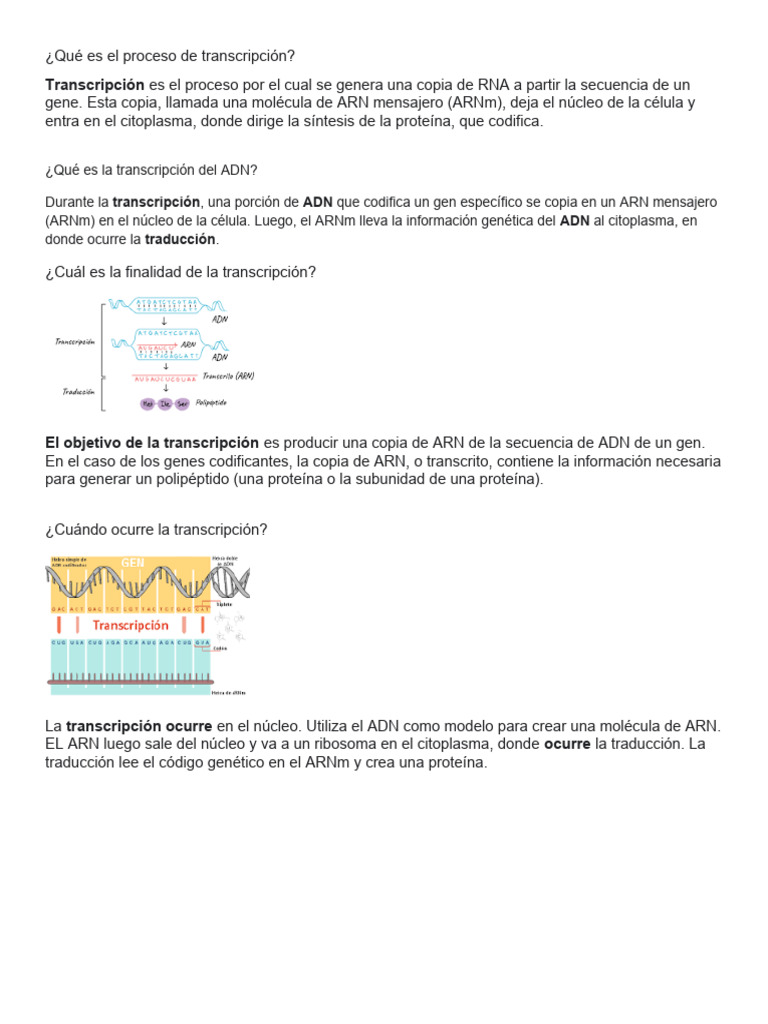Qué Es El Proceso de Transcripción | PDF
