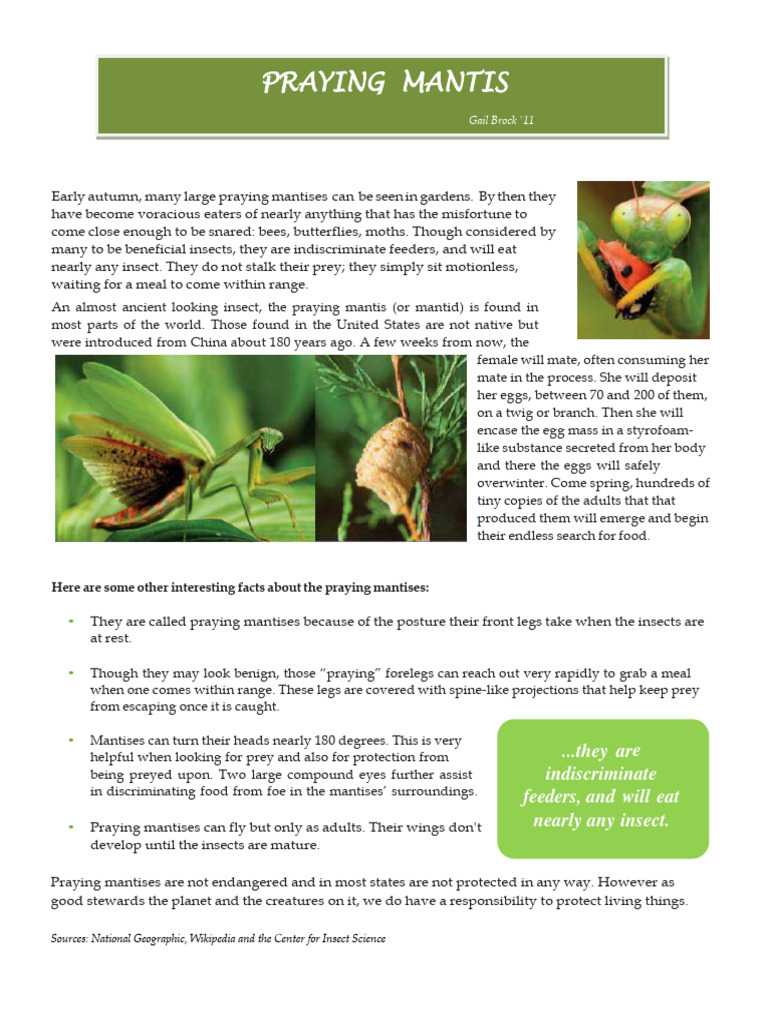 Praying Mantis | PDF | Insects | Insects And Humans