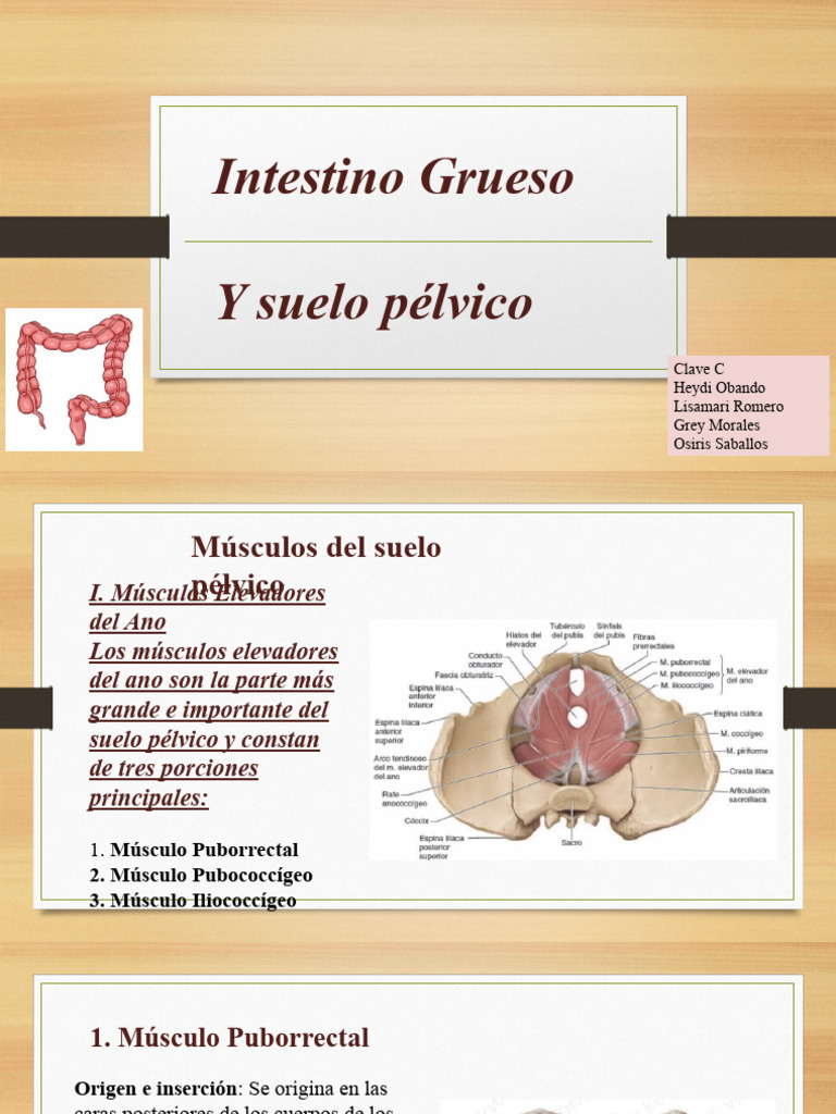 Músculos del Suelo Pélvico y Colon | PDF | Intestino grueso | Tracto ...