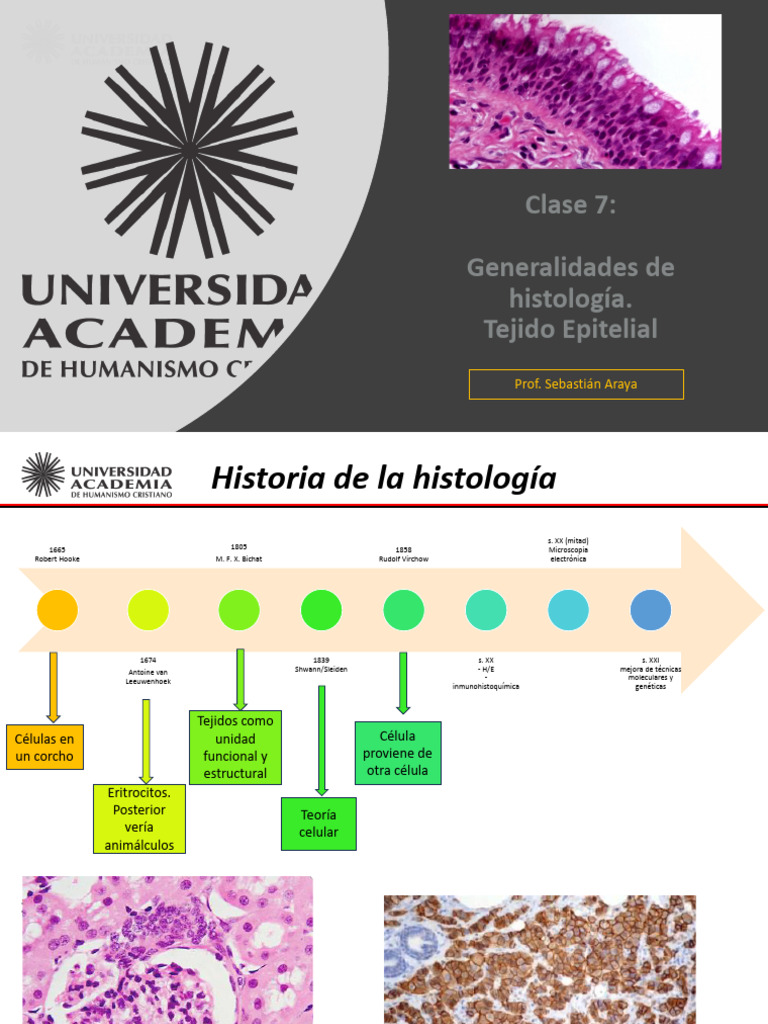 Generalidades y Tejido Epitelial | PDF | Epitelio | Adhesión celular