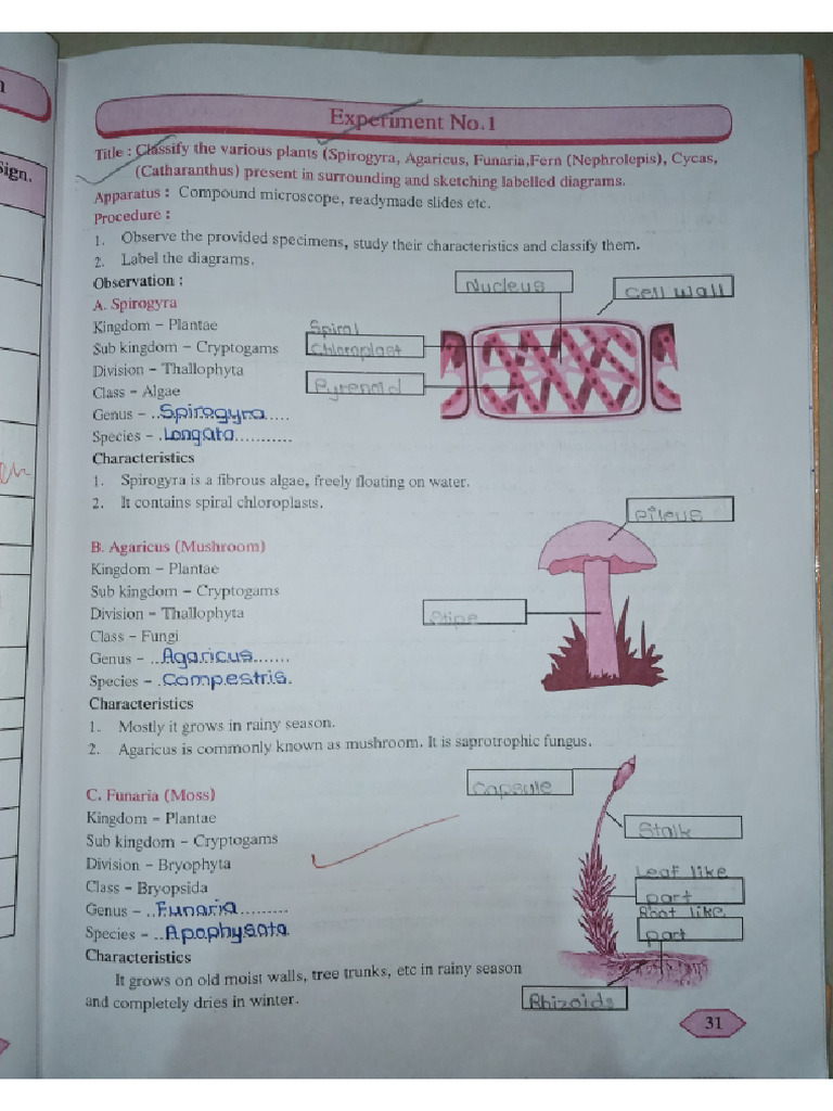 Science Journal Part 2 PDF | PDF