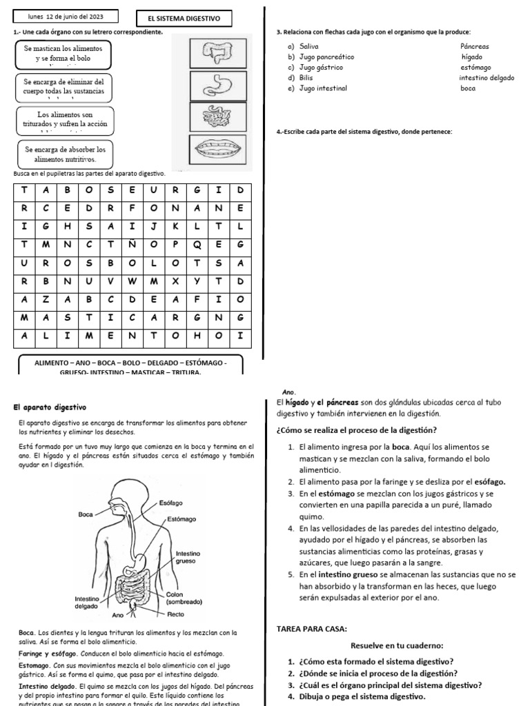 Partes y Funciones del Sistema Digestivo | PDF | Sistema digestivo ...