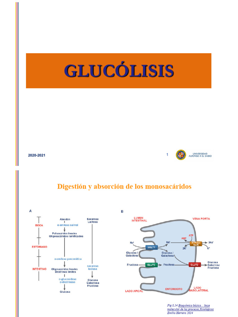 Glucólisis: Proceso y Regulación Metabólica | PDF | Glucólisis ...
