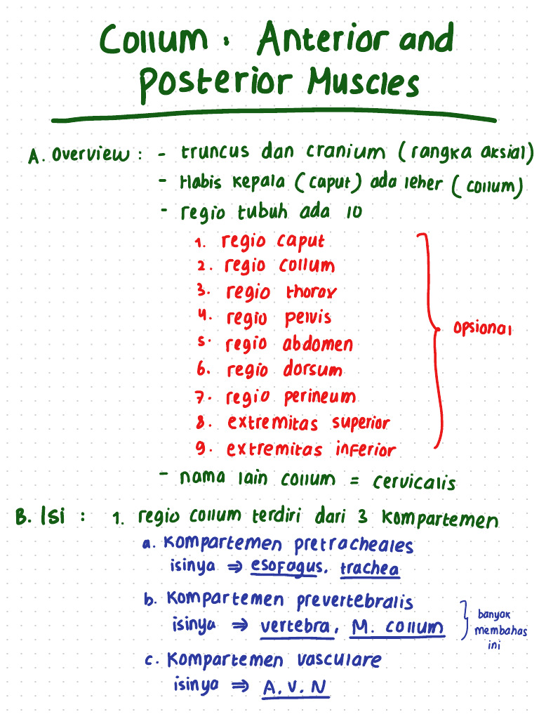 Catom Collum Anterior and Posterior Muscles | PDF