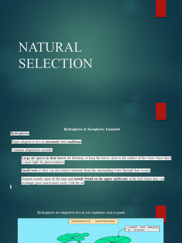 Natural Selection Igcse Pdf Leaf Natural Selection