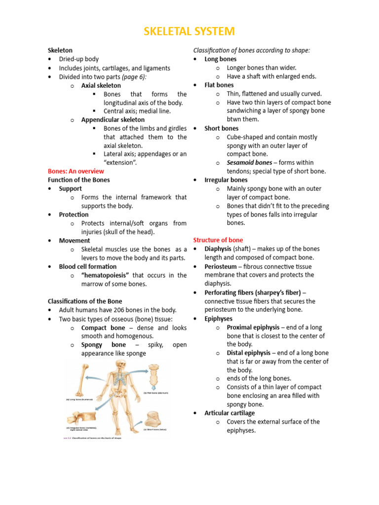 Skeletal System Notes | PDF | Vertebra | Vertebral Column