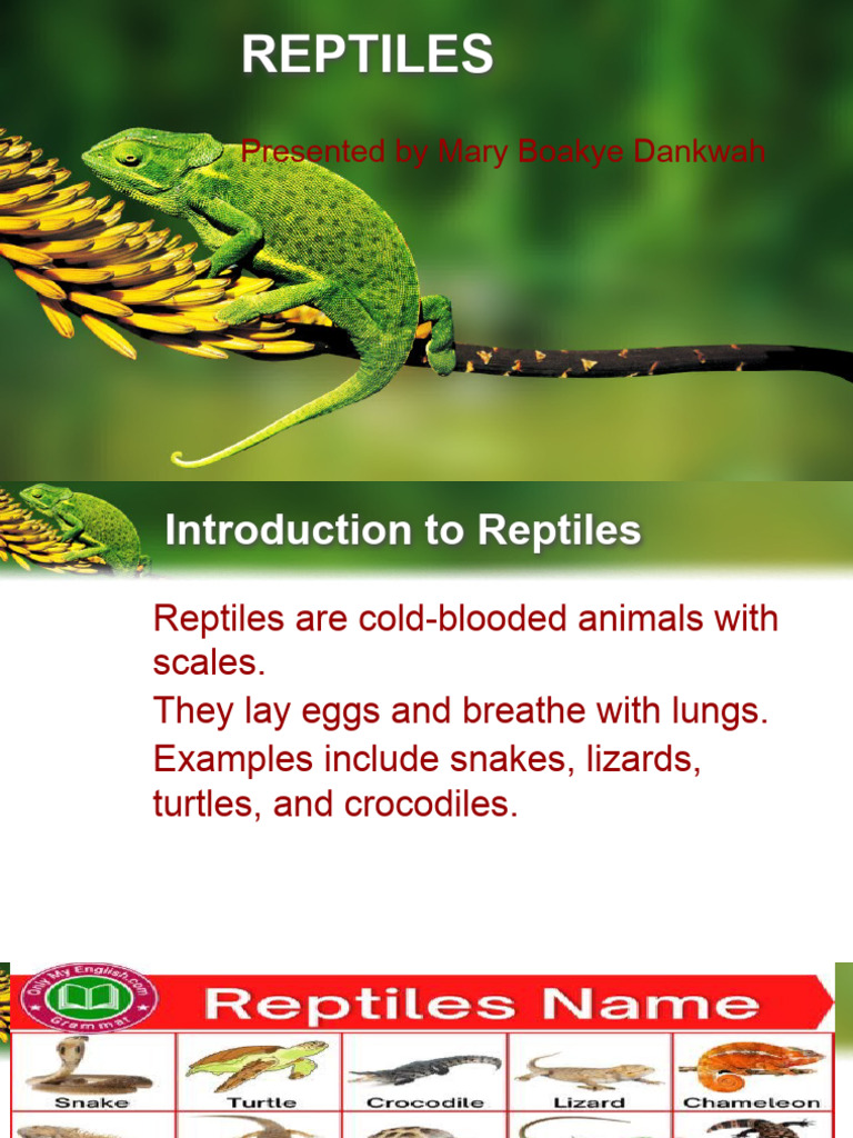 REPTILES | PDF