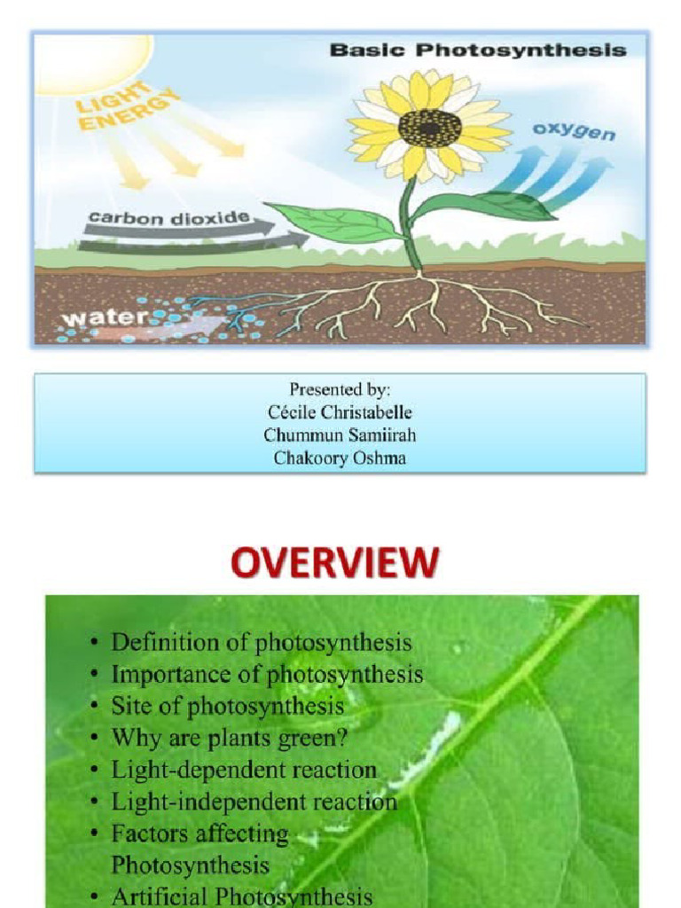 Photosynthesis-A level | PDF