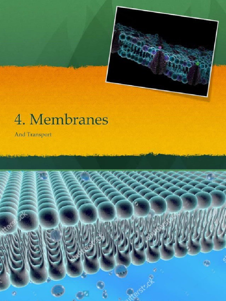 Membrane Transport-As Level | PDF