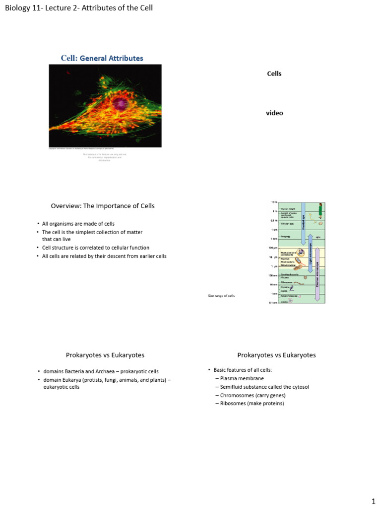 2A - Attributes of The Cell | PDF | Endoplasmic Reticulum | Cell (Biology)
