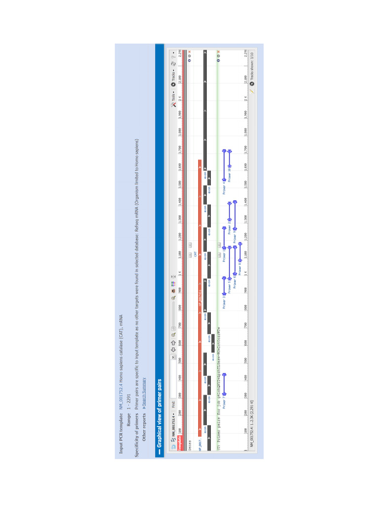Catalase Primer Sequence | PDF | Primer (Molecular Biology) | Nucleic Acids