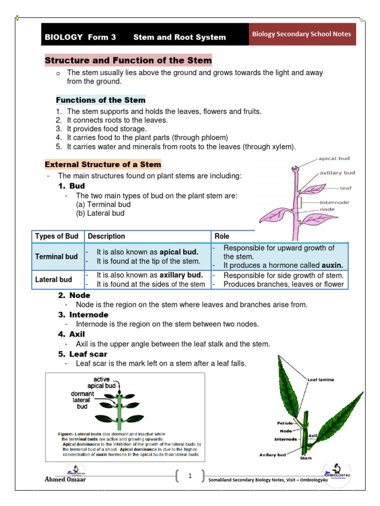 F3 Stem and Root System Biology Notes Ombiology4u Ahmed Omaar | PDF ...