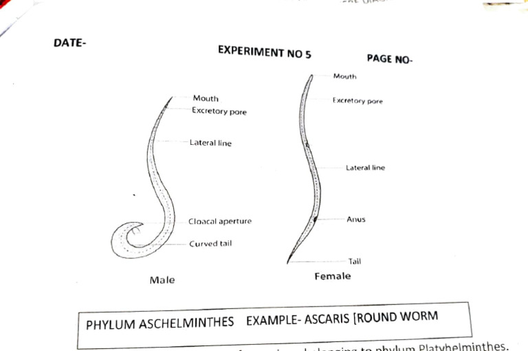 Round Worm Diagram | PDF