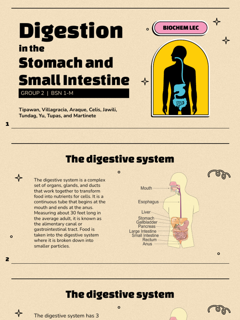 Digestion In The Stomach And Small Intestine Pdf Gastrointestinal